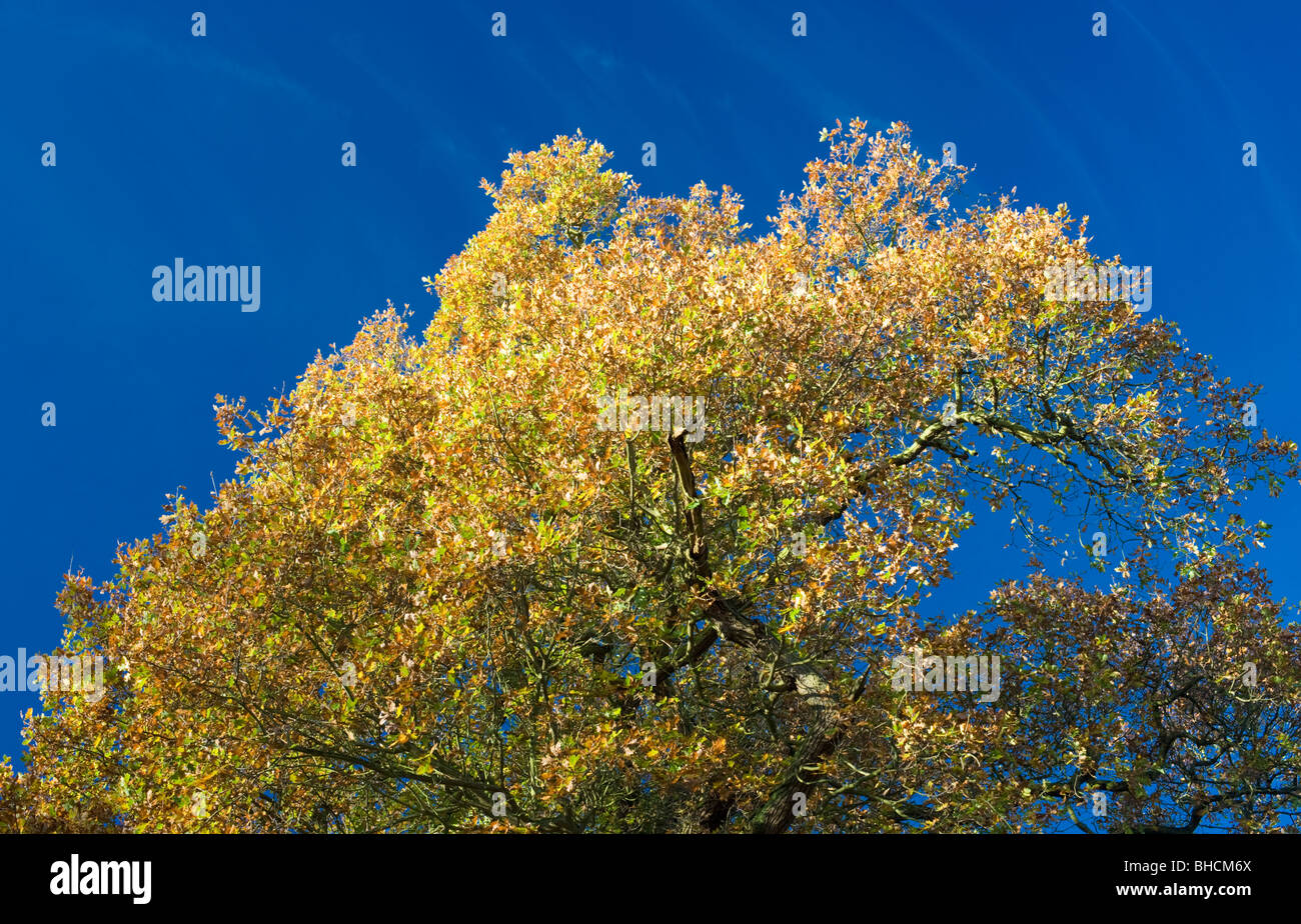 Golden oak tree hi-res stock photography and images - Alamy