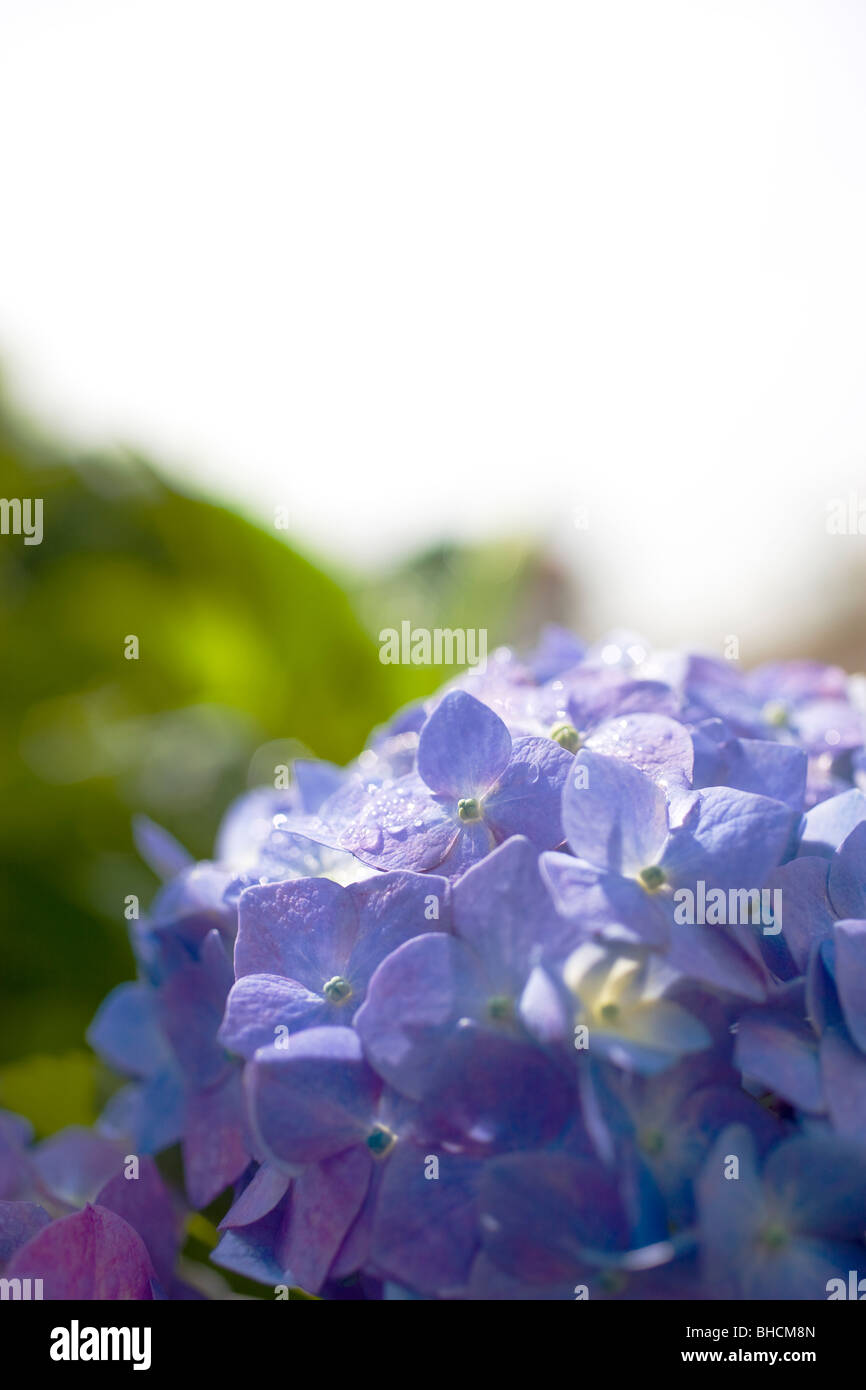 Single hydrangea flower hi-res stock photography and images - Alamy