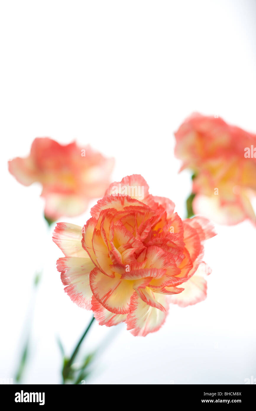 Single carnation hi-res stock photography and images - Alamy