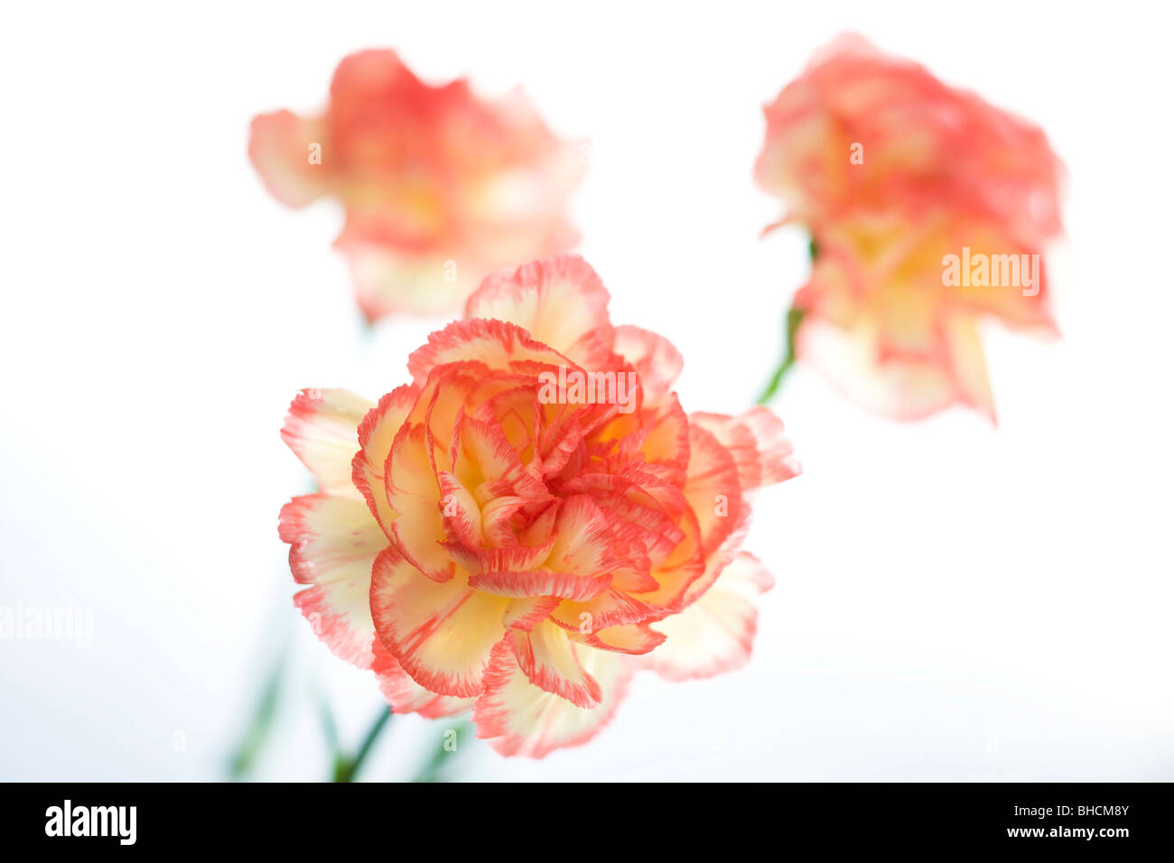 Single carnation hi-res stock photography and images - Alamy