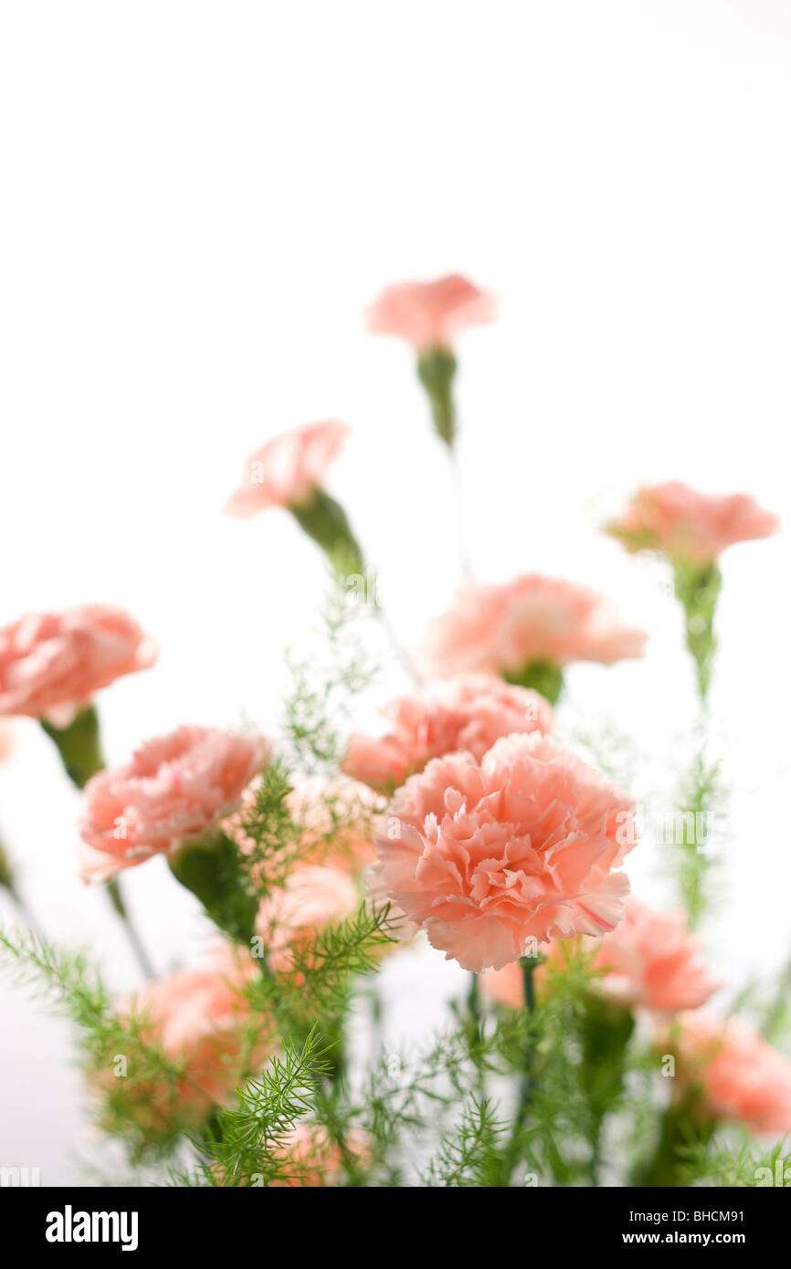 Single carnation background hi-res stock photography and images - Alamy