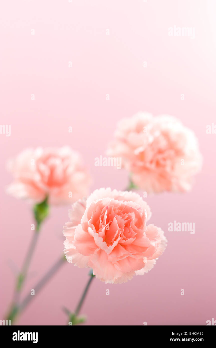 Single carnation hi-res stock photography and images - Alamy