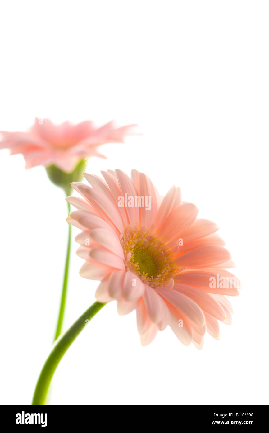 Single daisy image Cut Out Stock Images & Pictures - Alamy