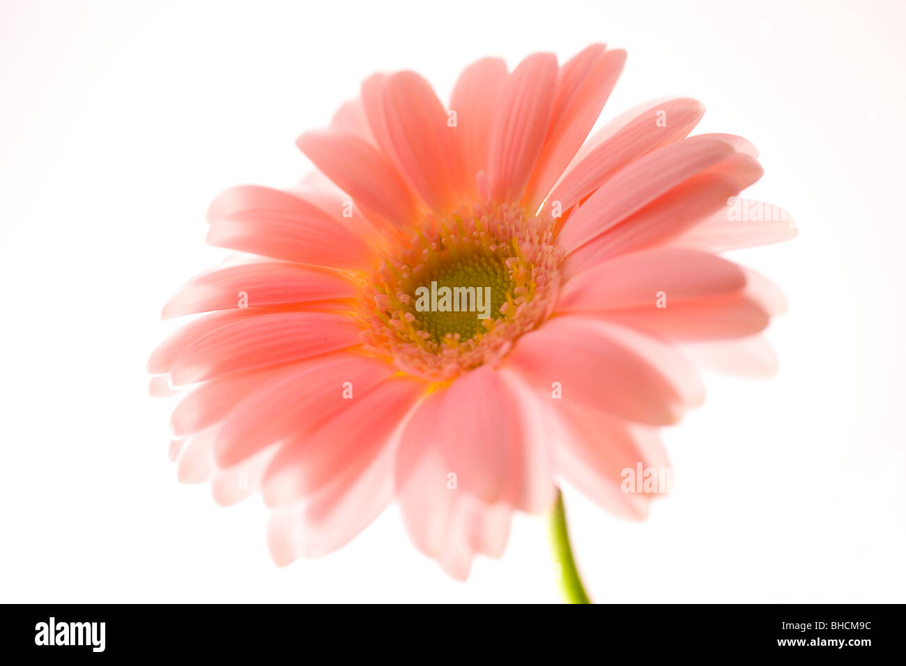 Double gerbera hi-res stock photography and images - Alamy