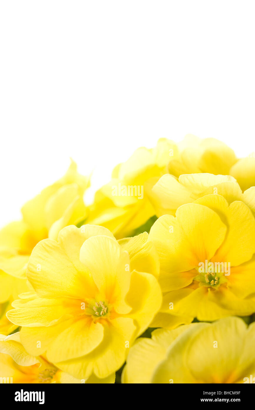 Primura hi-res stock photography and images - Alamy