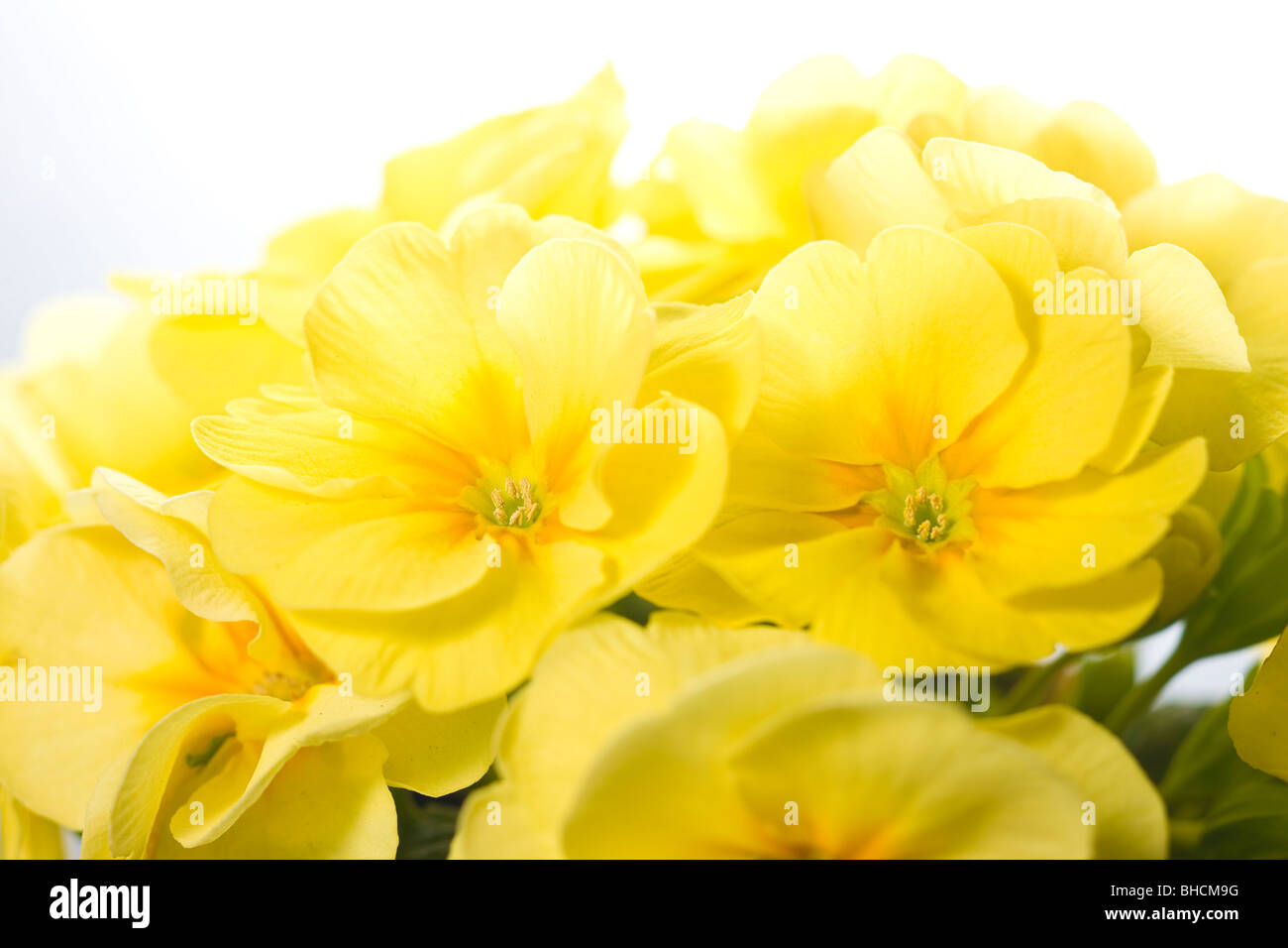 Primura hi-res stock photography and images - Alamy