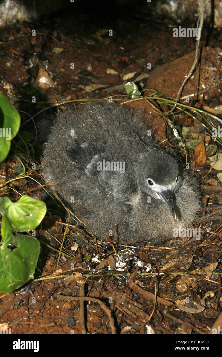 Wedge tailed shearwater hi-res stock photography and images - Alamy