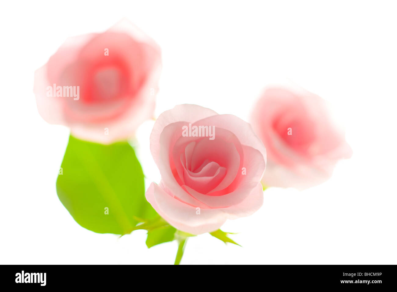 Pink rose photography Cut Out Stock Images & Pictures - Alamy