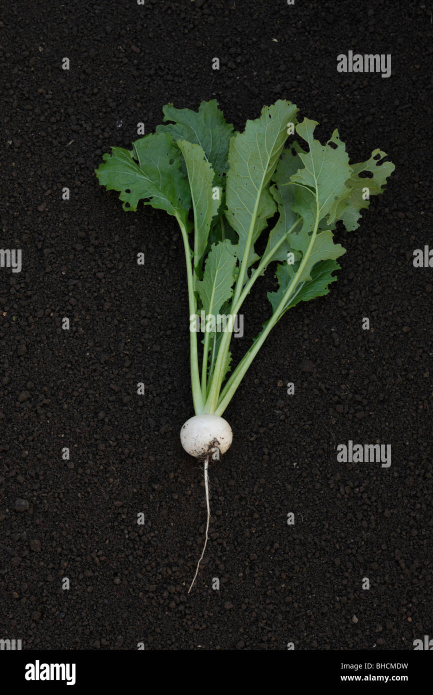 Kabu kabu hi-res stock photography and images - Alamy