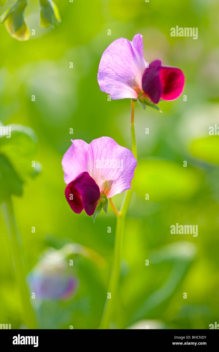 Sweet peas (Lathyrus odoratus Stock Photo - Alamy