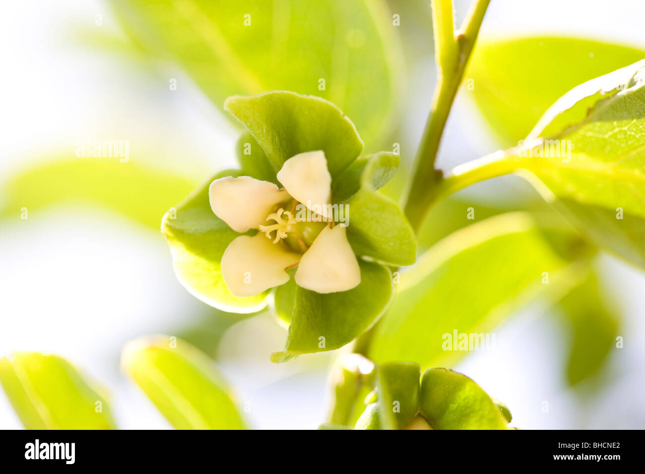 Persimmon flower hi-res stock photography and images - Alamy