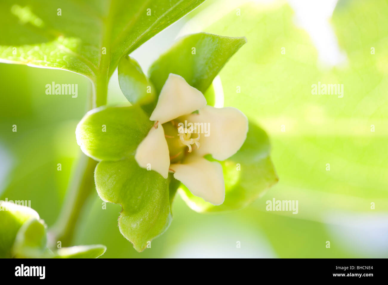 Persimmon flower hi-res stock photography and images - Alamy