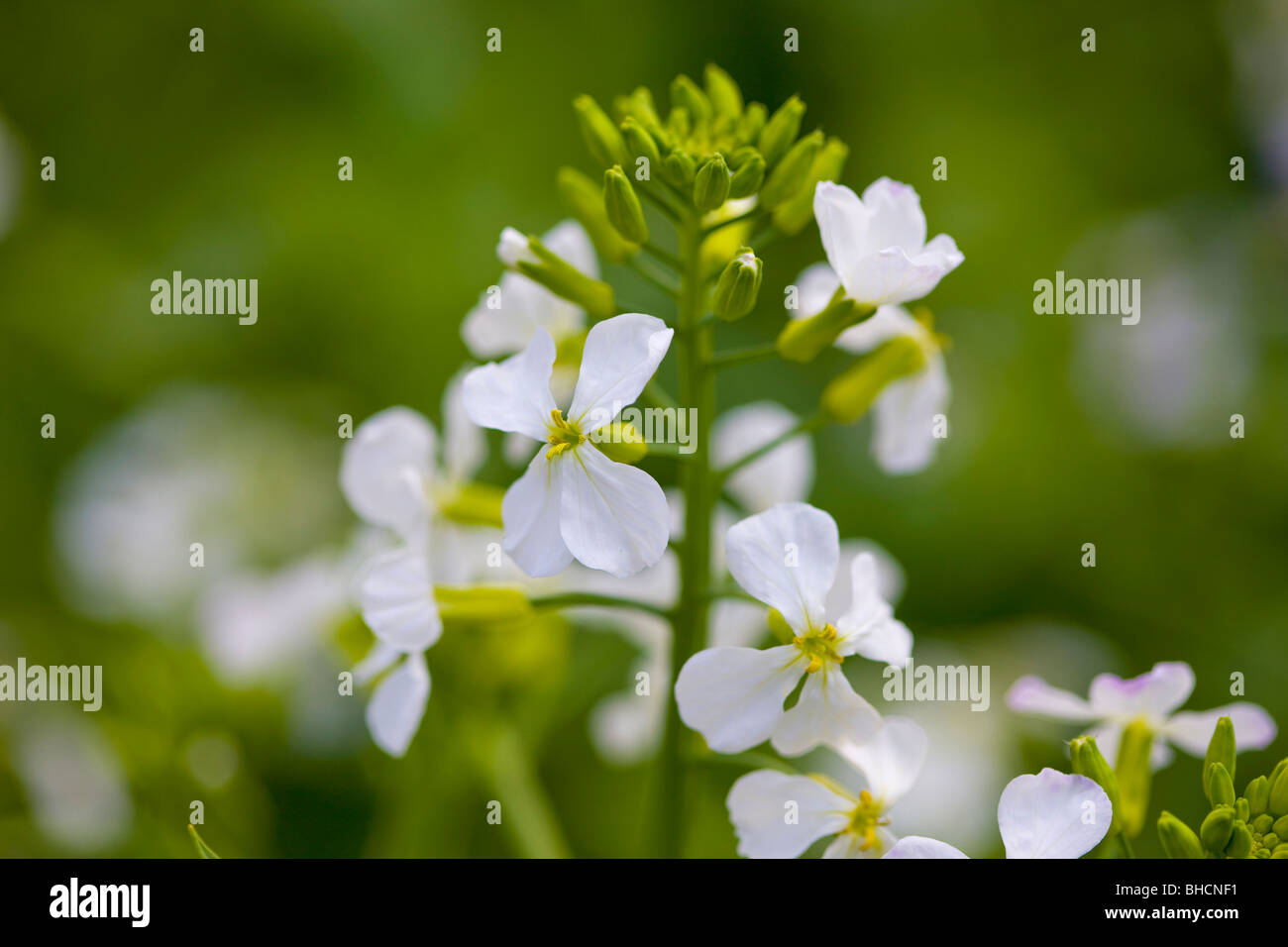 Flowers of daikon radish, Gunma Prefecture, Honshu, Japan Stock Photo ...