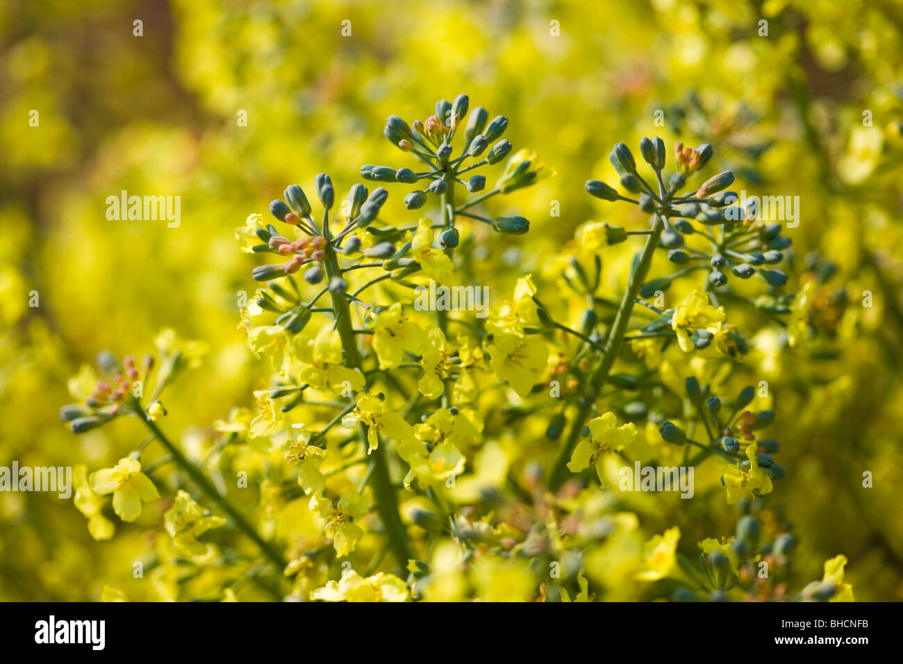 Broccoli flower hi-res stock photography and images - Alamy