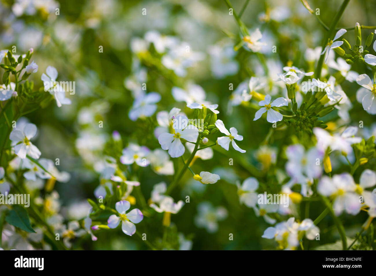 Flowers of daikon radish, Gunma Prefecture, Honshu, Japan Stock Photo ...