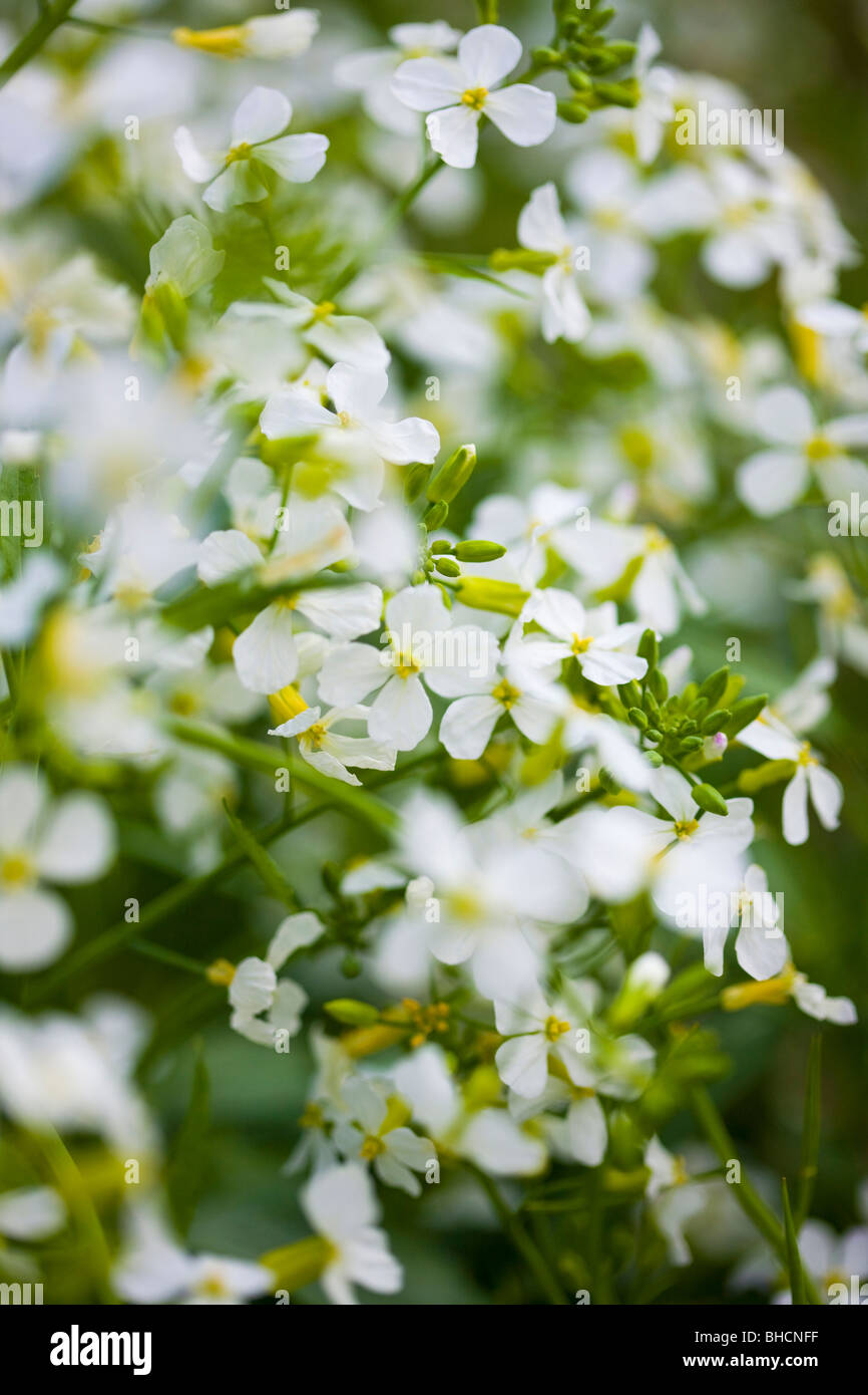Flowers of daikon radish, Gunma Prefecture, Honshu, Japan Stock Photo ...