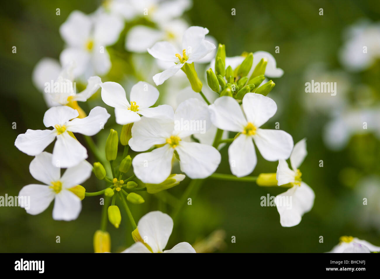 Flowers of daikon radish, Gunma Prefecture, Honshu, Japan Stock Photo ...