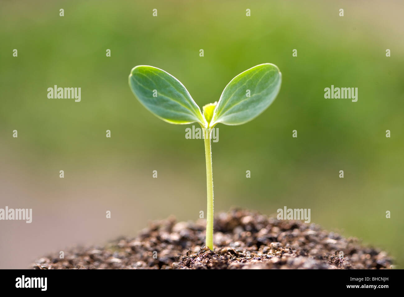 Watermelon seedling hi-res stock photography and images - Alamy