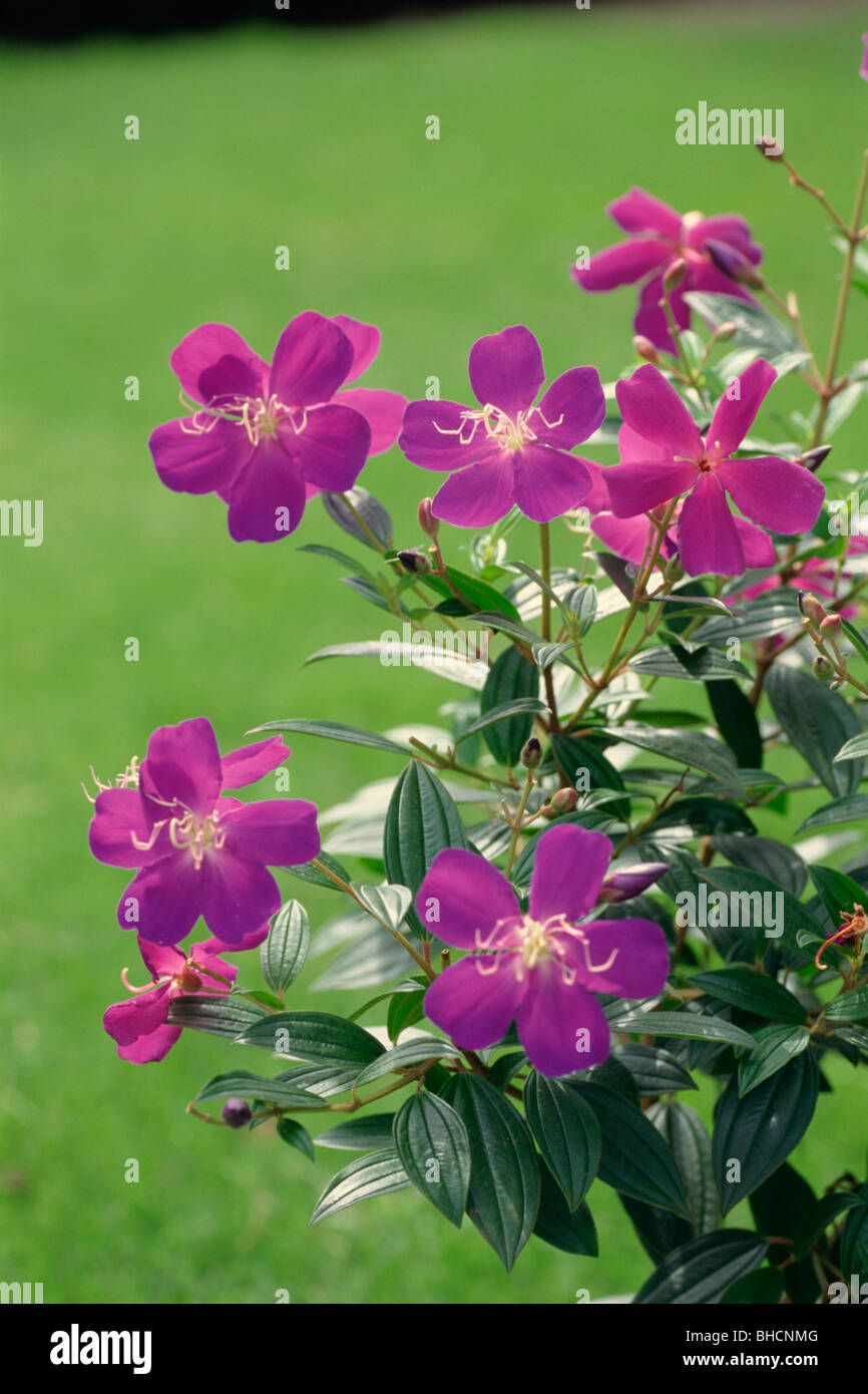 Princess flower hi-res stock photography and images - Alamy