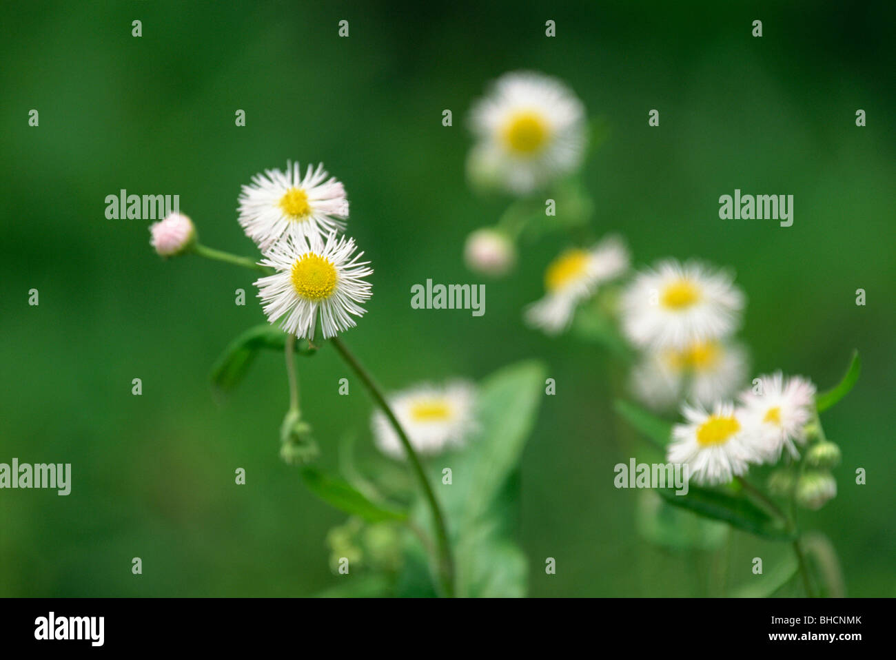 Philadelphia Fleabane High Resolution Stock Photography and Images - Alamy