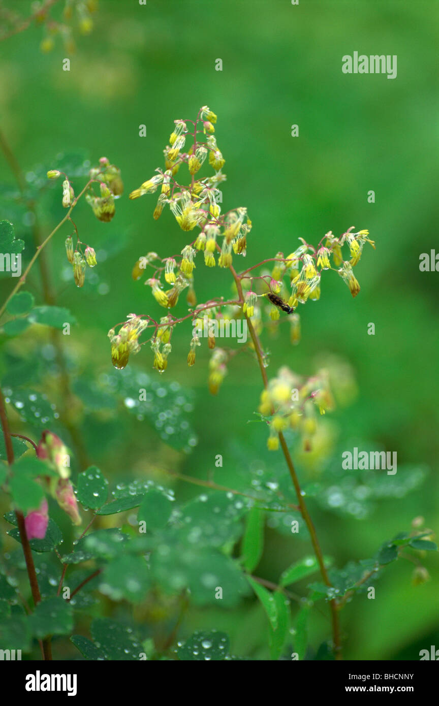 Large meadow rue hi-res stock photography and images - Alamy