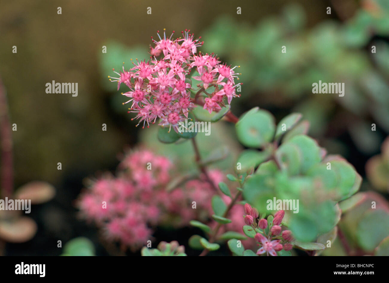 Sedum cauticolum hi-res stock photography and images - Alamy