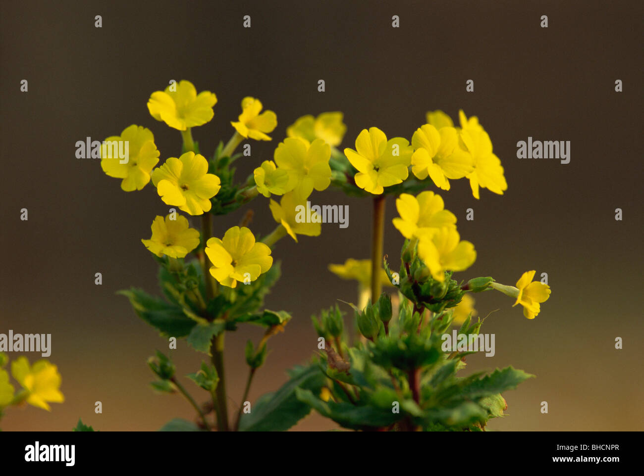 Primula x kewensis 'Mountain Spring' (Primrose Stock Photo - Alamy