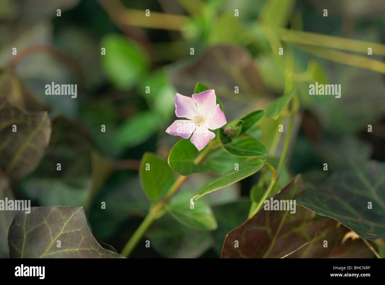 Greater Periwinkle flowers (Vinca major) flowers Stock Photo - Alamy