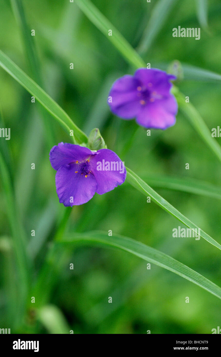 Spiderwort (Tradescantia ohiensis Stock Photo - Alamy