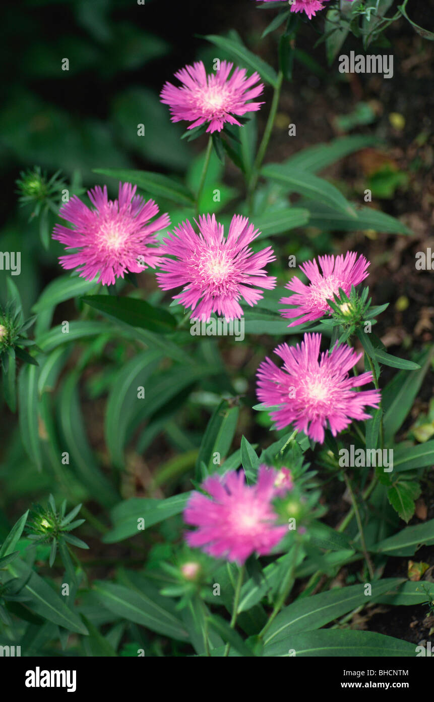 Stokes' Aster (Stokesia laevis Stock Photo - Alamy
