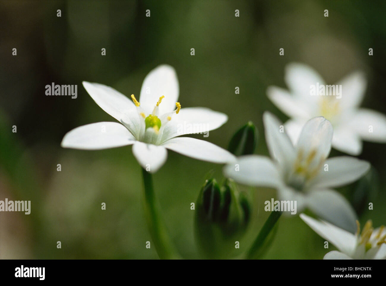 Starflower (Ornithogalum umbellatum Stock Photo - Alamy