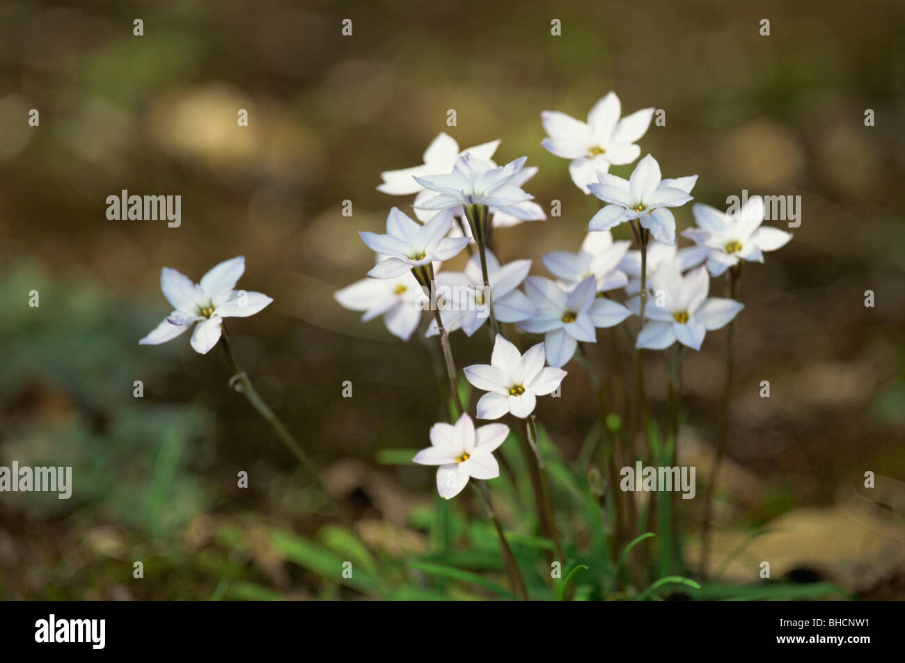 Spring starflower group hi-res stock photography and images - Alamy