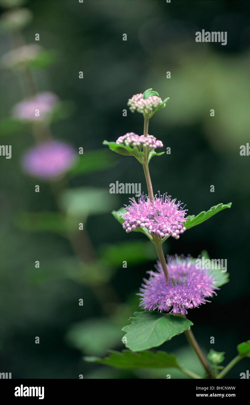 Blue spirea hi-res stock photography and images - Alamy