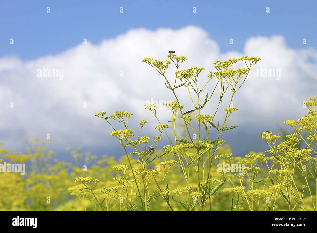 Field of yellow flowers Stock Photo - Alamy
