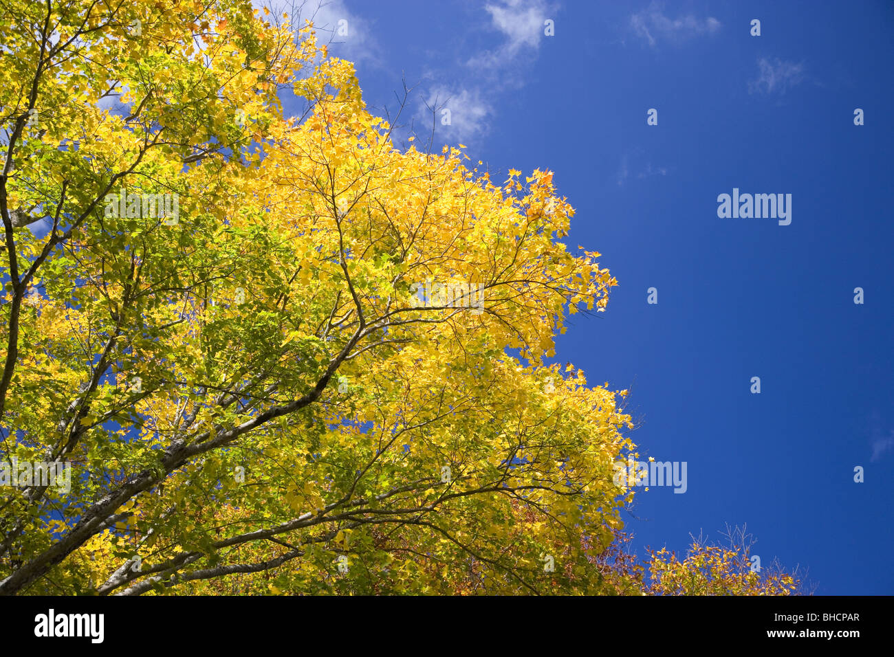 Maple tree against blue sky Uonuma city Niigata prefecture Japan Stock ...