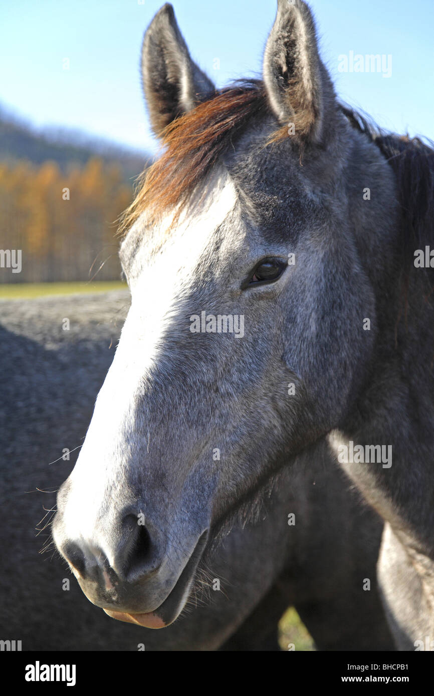 Hokkaido horse hi-res stock photography and images - Alamy