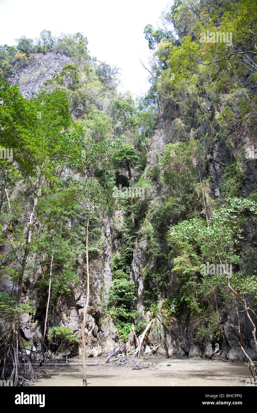 Mangrove Cave opening in the middle of Panak Island Stock Photo - Alamy