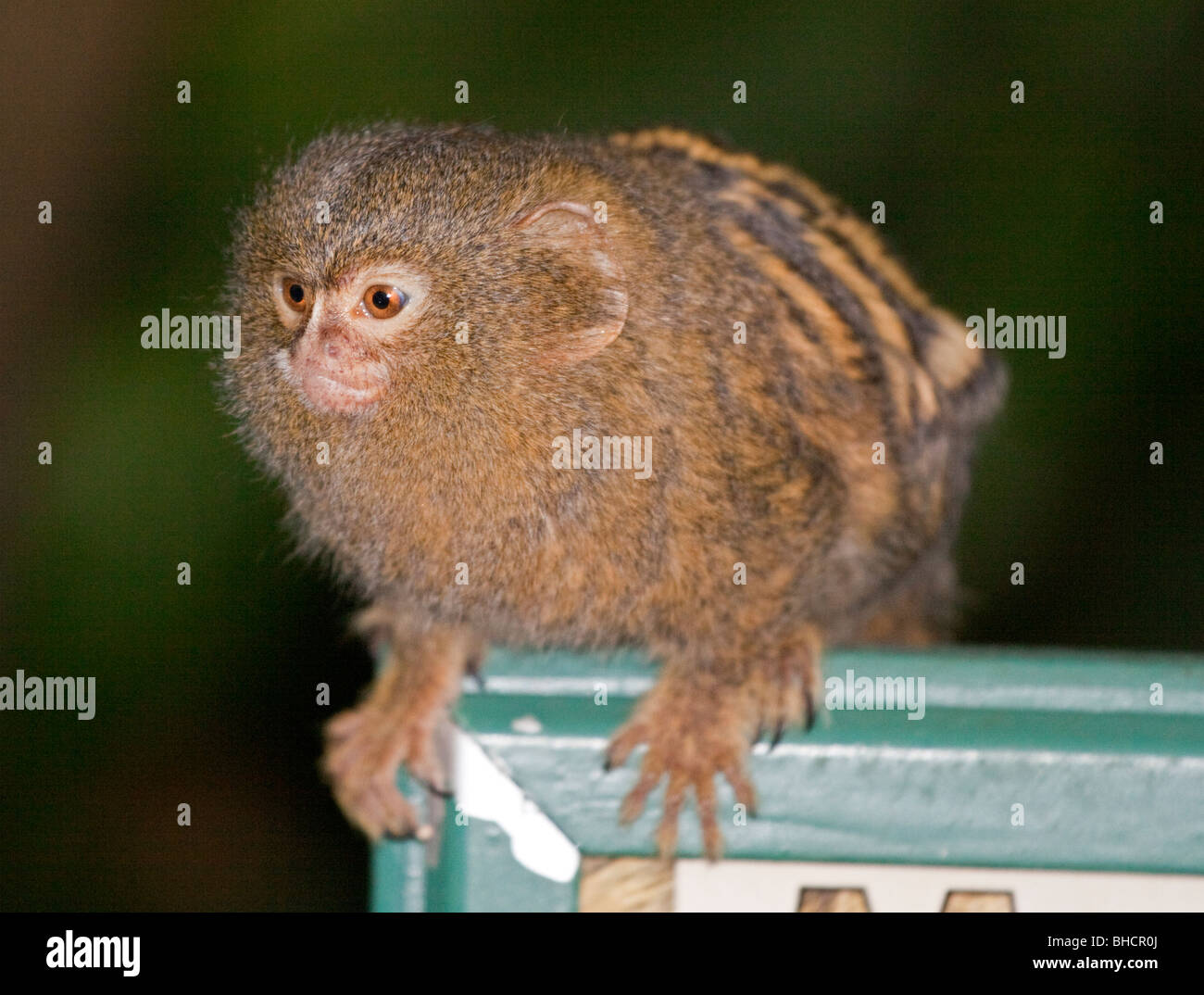 Pygmy Marmoset (cebuella pygmaea Stock Photo - Alamy