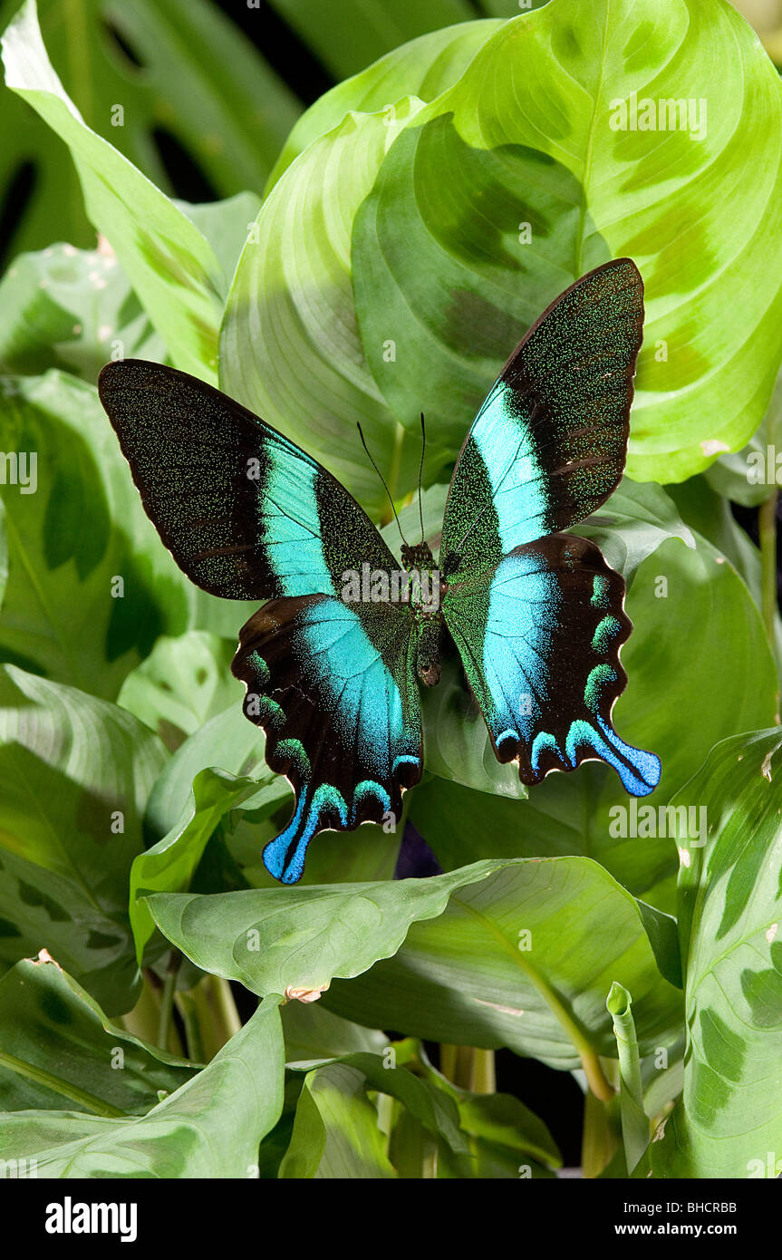 Green swallowtail butterfly hi-res stock photography and images - Alamy