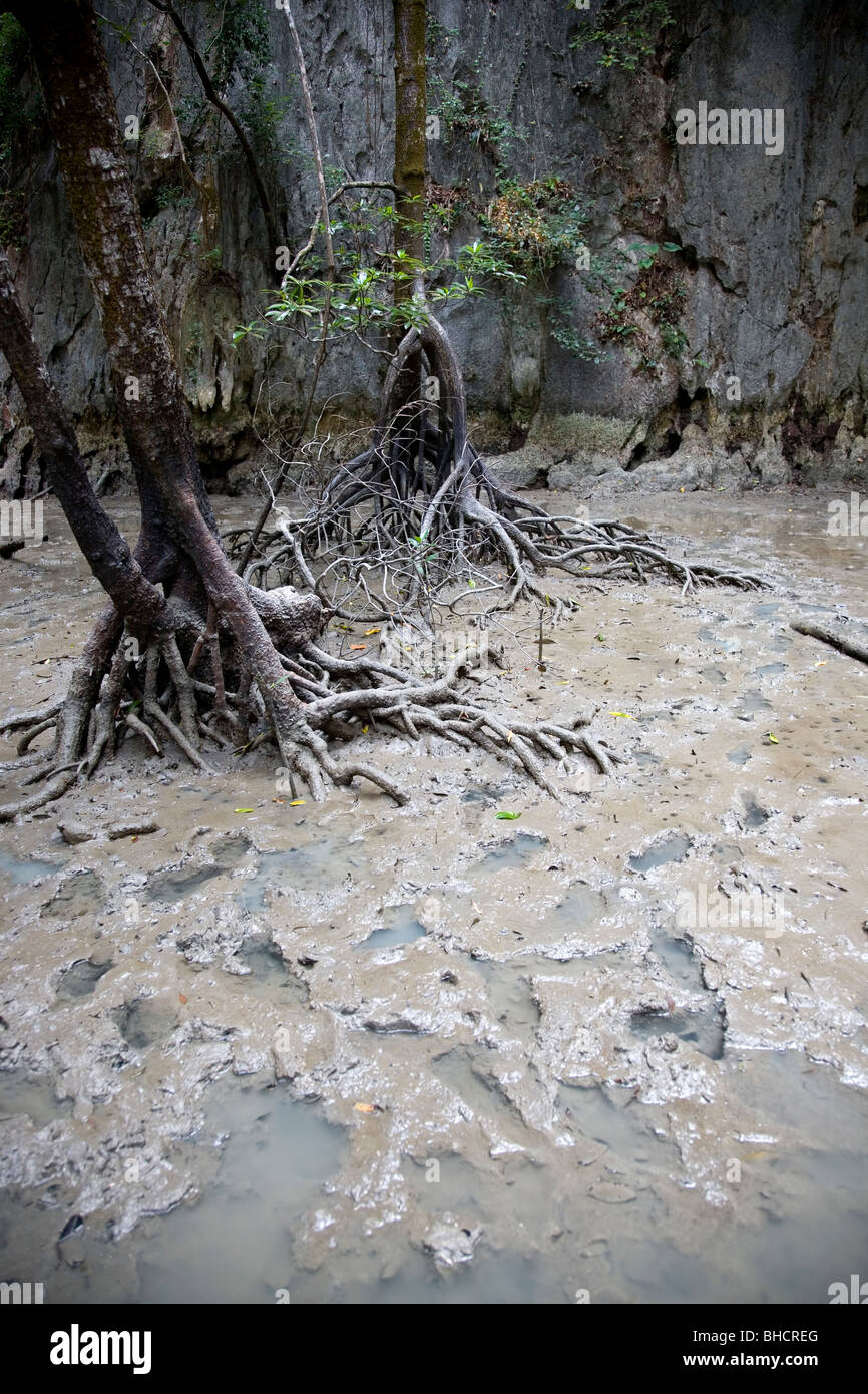 Mangrove Cave opening in the middle of Panak Island Stock Photo - Alamy