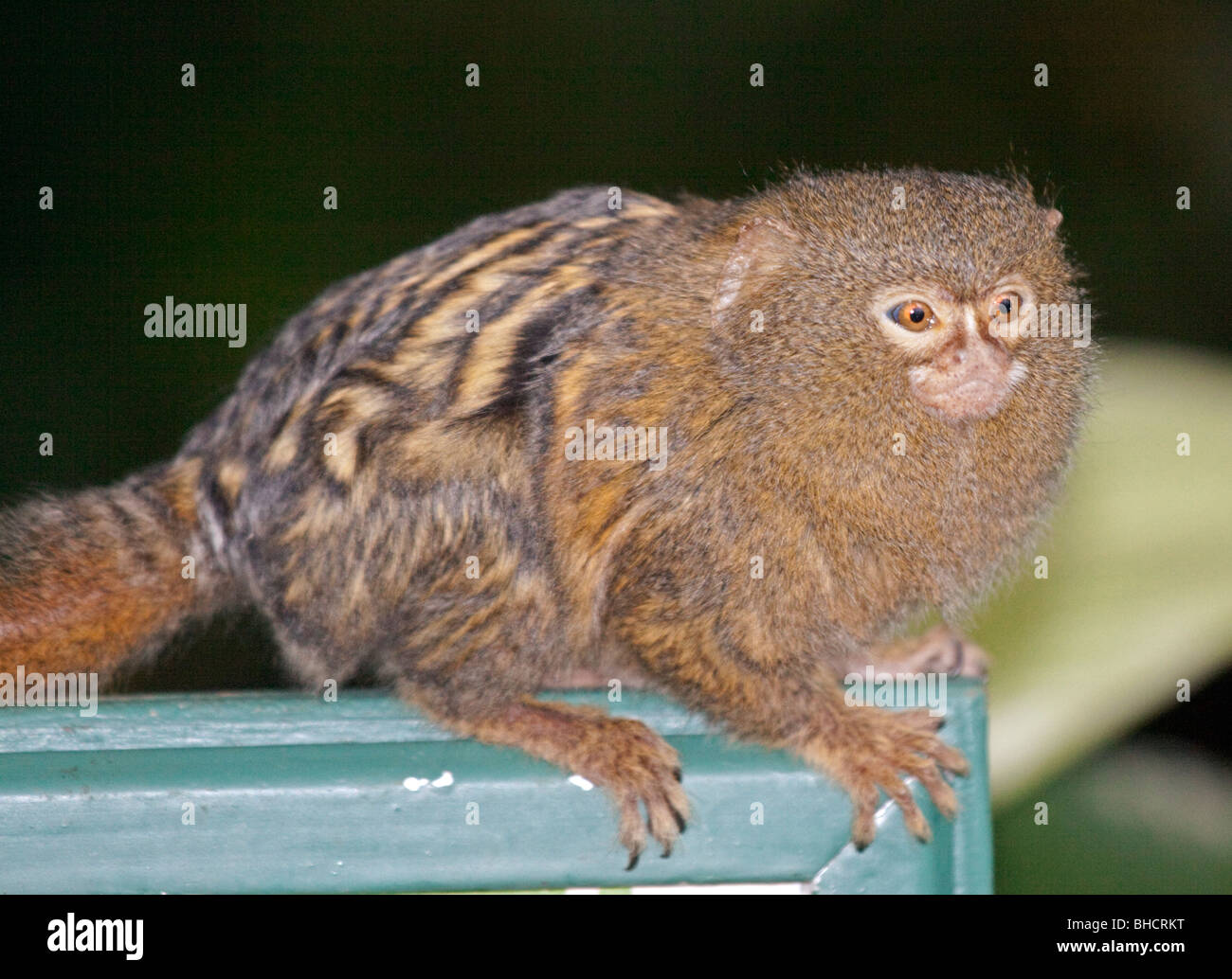 Pygmy marmosets hi-res stock photography and images - Alamy
