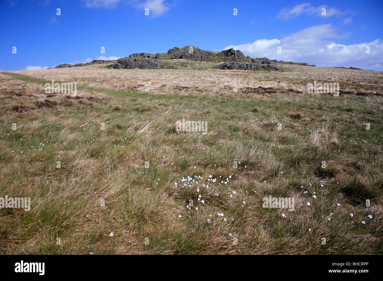 White Cotton Grass Landscape Cheviot Hills Northumbria National Park ...