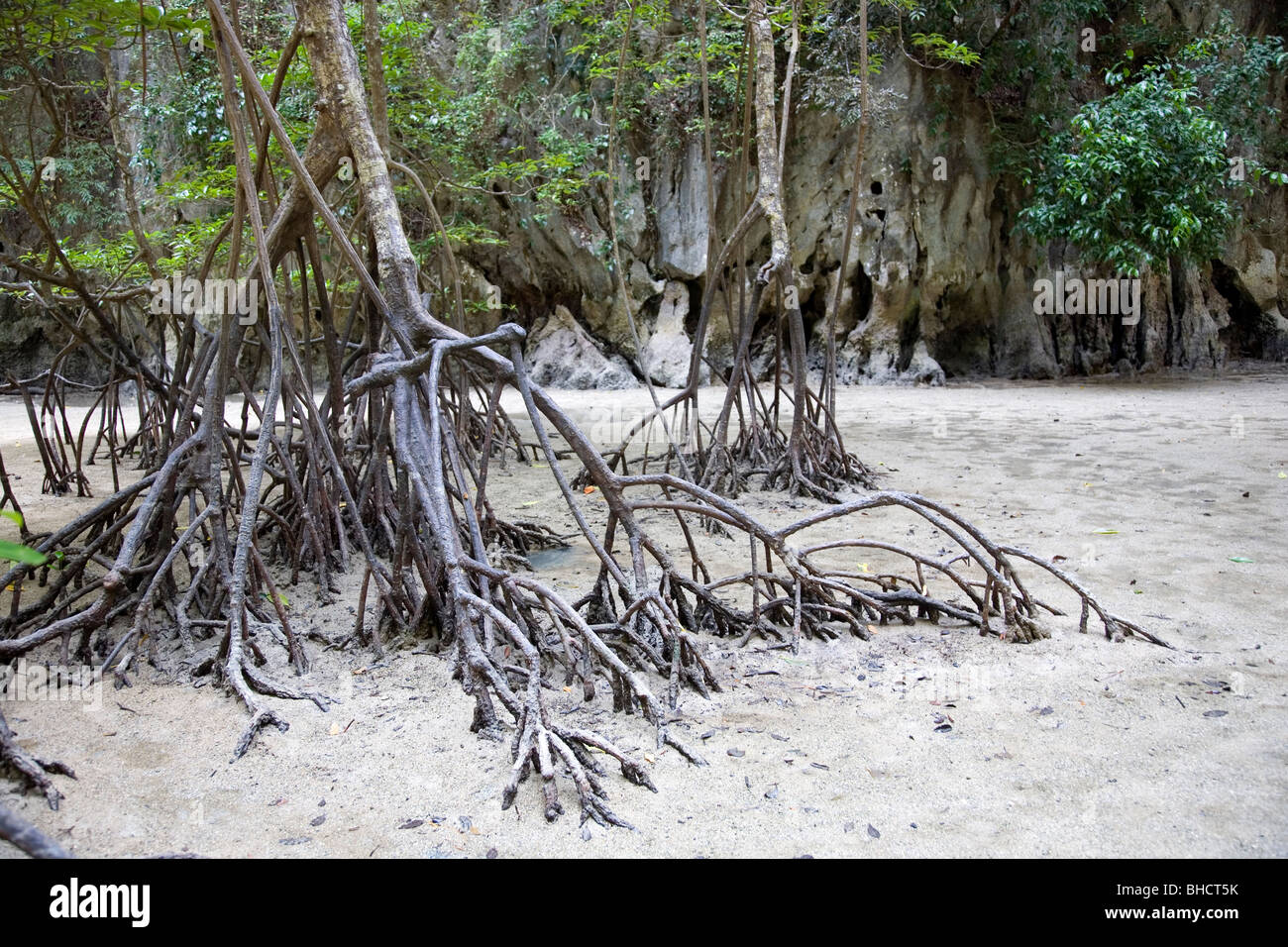 Mangrove Cave opening in the middle of Panak Island Stock Photo - Alamy