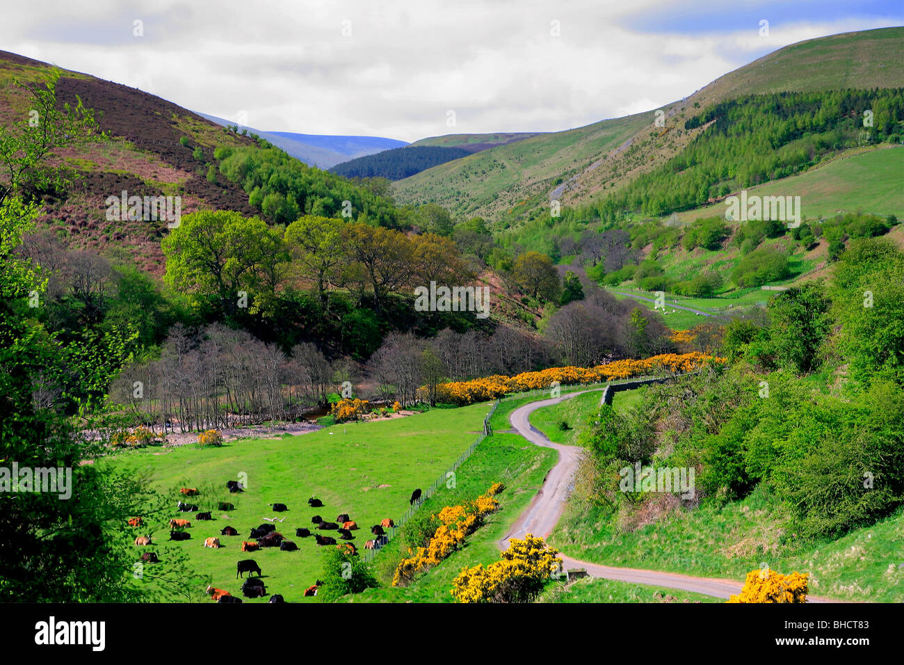 Happy Valley Cheviot Hills North Northumbria England Borders Stock ...