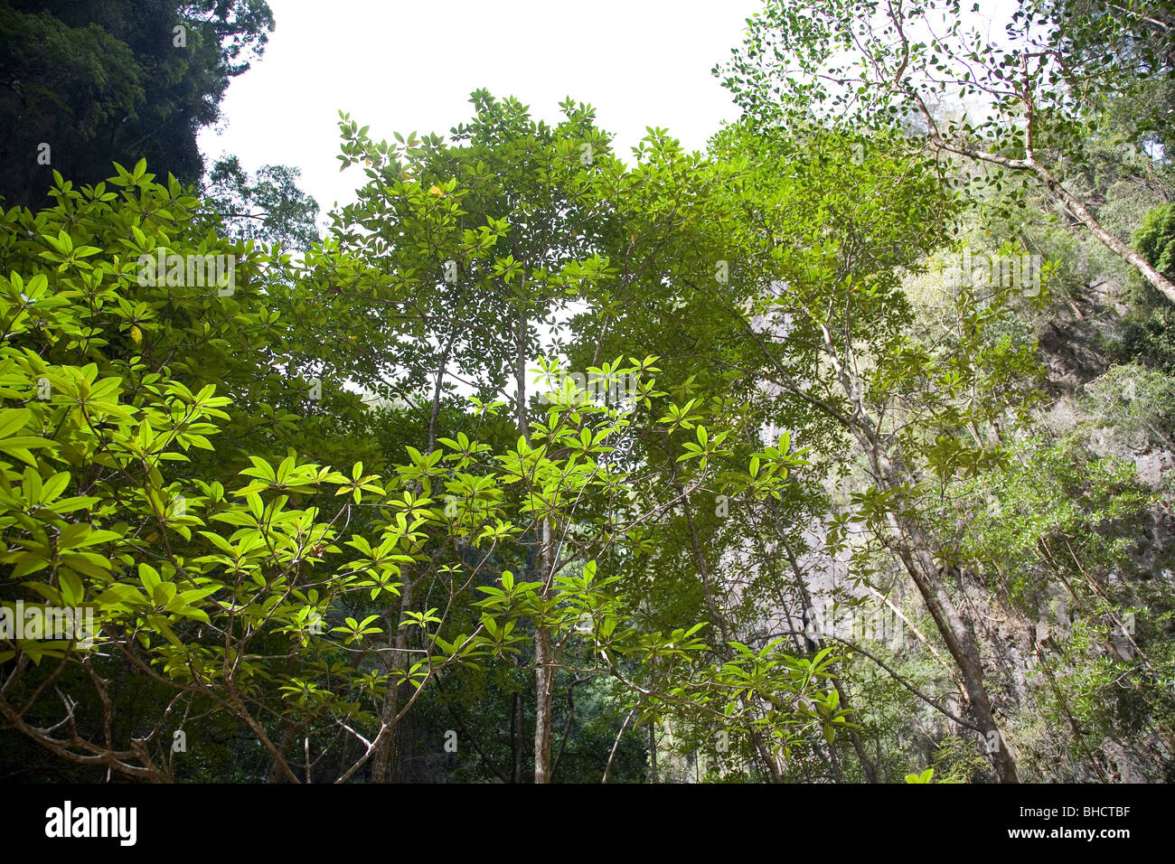 Mangrove Cave opening in the middle of Panak Island Stock Photo - Alamy