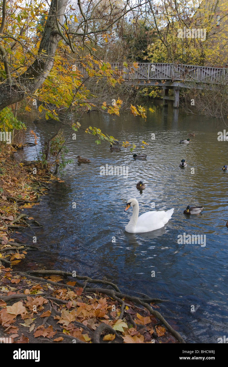 Hills Meadow. Heron Island footbridge. Autumn. Caversham. Reading ...