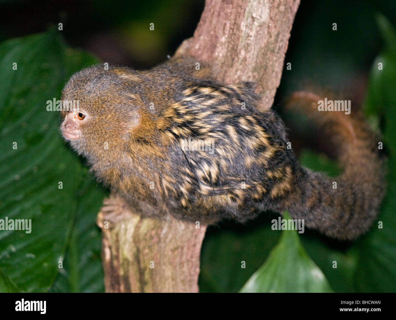 Pygmy Marmoset (cebuella pygmaea Stock Photo - Alamy