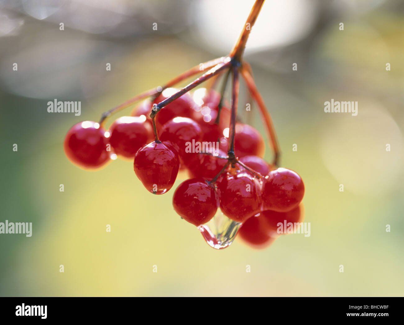 Hanging berries hi-res stock photography and images - Alamy