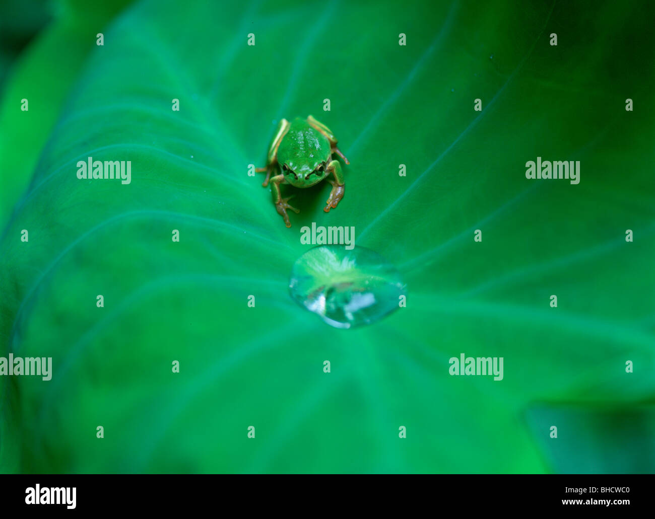 Tree frog. Yokohama, Kanagawa Prefecture, Japan Stock Photo - Alamy