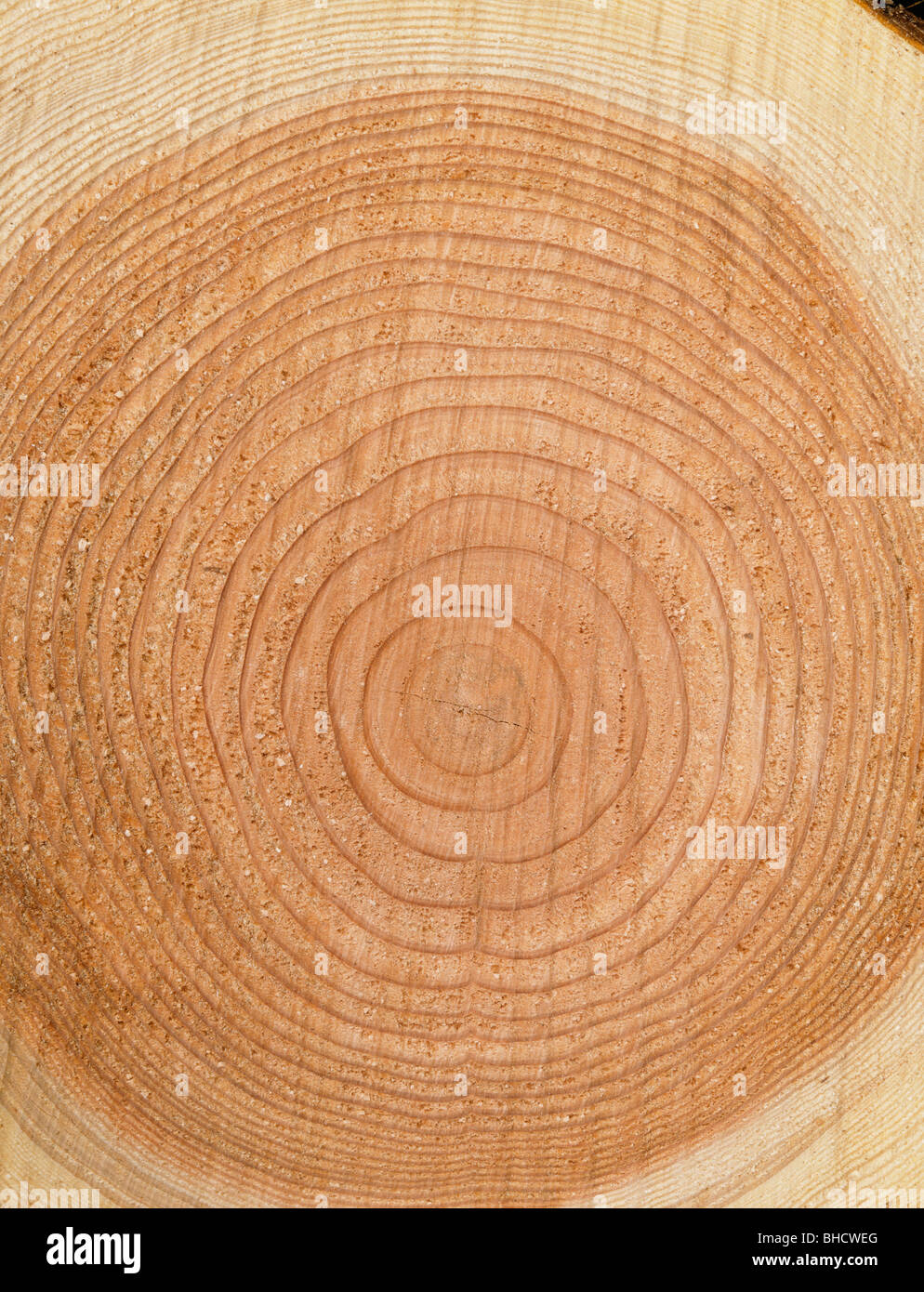 Annual tree rings Stock Photo - Alamy